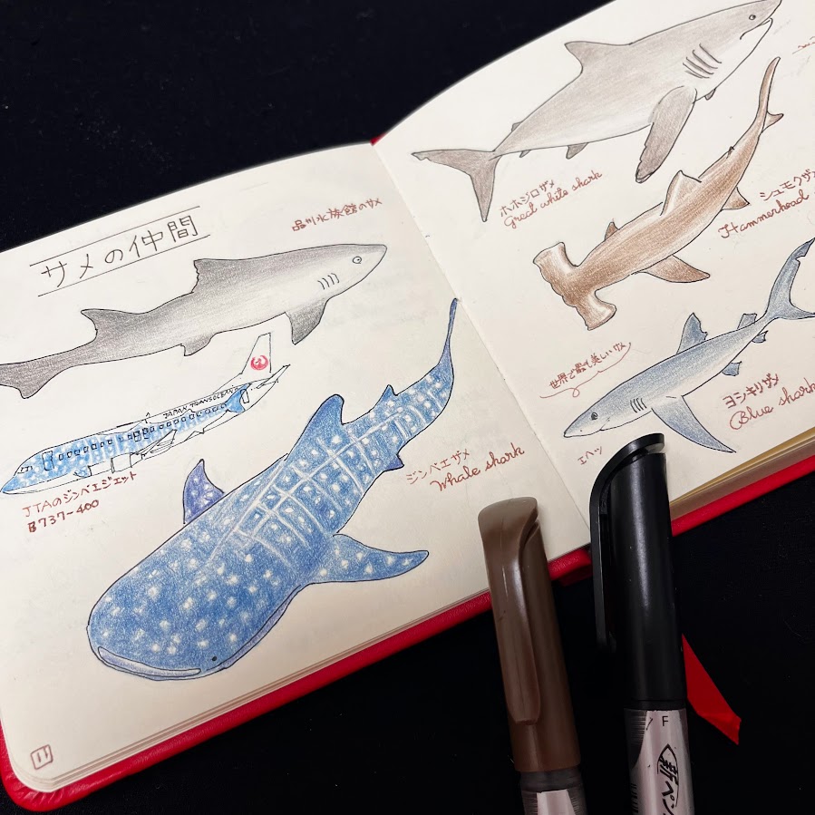 BeltaのColored Pencil Gallery 色鉛筆ギャラリー » 【絵を描く暮らし】サメの仲間