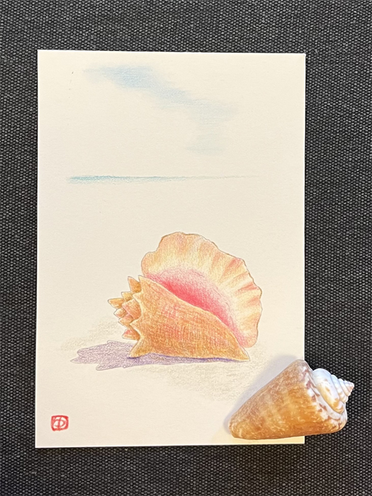 BeltaのColored Pencil Gallery 色鉛筆ギャラリー » 【教室】コンクシェル、貝を添えて