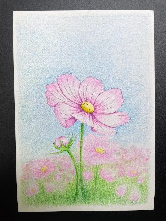 BeltaのColored Pencil Gallery 色鉛筆ギャラリー » 【教室】コスモス、わらう